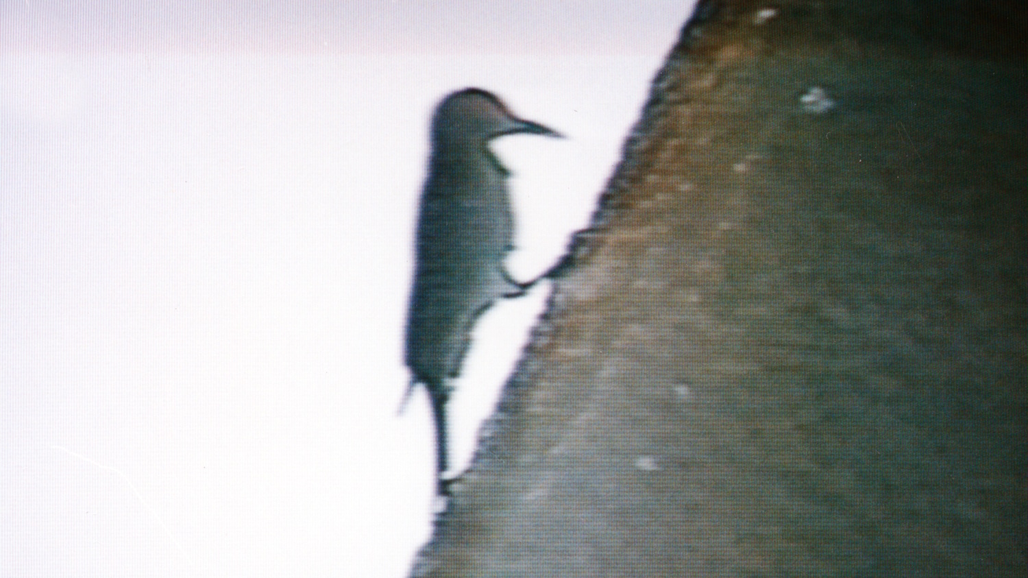 Identify and Solve Network Disruptions: The Woodpecker Problem